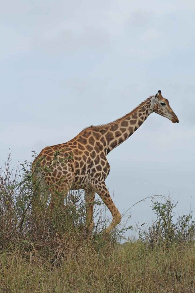 28 Things to Do in Mombasa, Kenya - Top Places to Visit in Mombasa