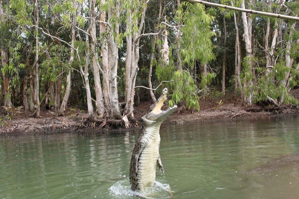 Cairns Tourist Attractions - Best 17 Things to Do in Cairns, Queensland