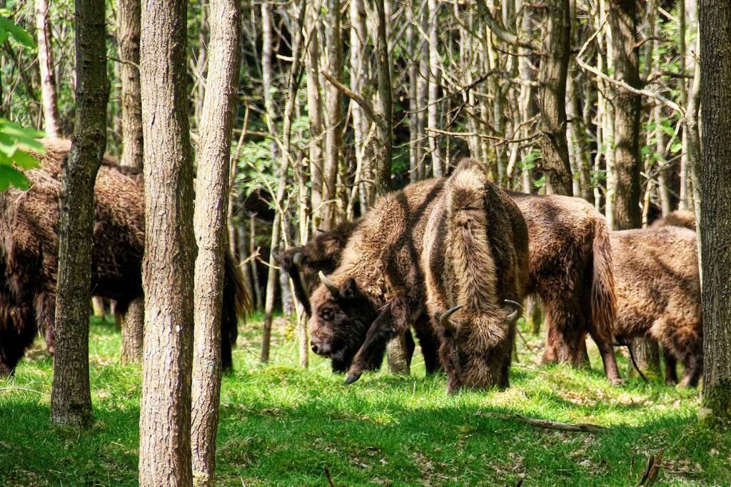 28 Things to Do in Bornholm, Denmark - Visit Bornholm Attractions